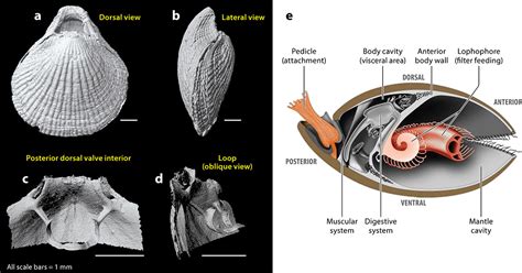 Phylum Brachiopoda