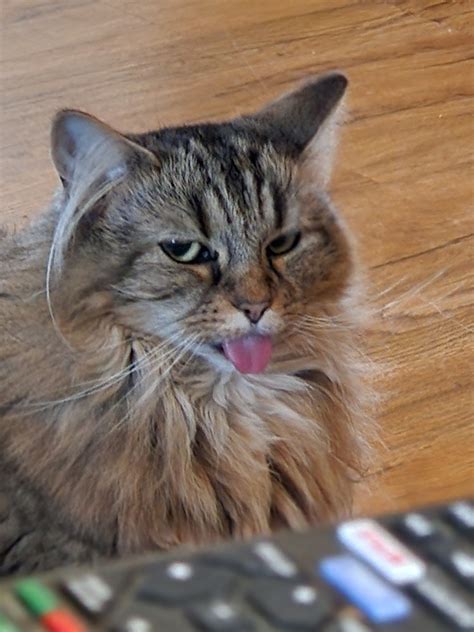 Big Blep Rblep
