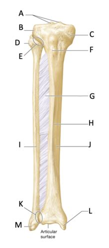 Tibia And Fibula Labeling Flashcards Quizlet