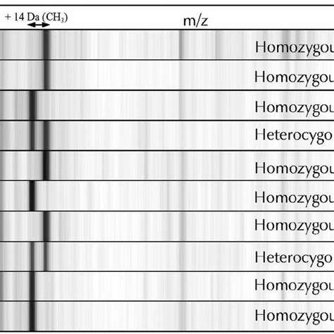 Ms Determination Of Allelic Phenotype Download Scientific Diagram