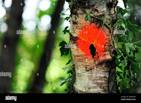 Woodland Tree Marked With Red Spot For Removal Stock Photo Alamy