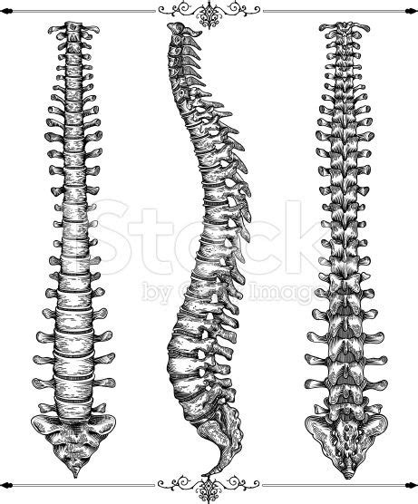 Human Spine Bone In Three Views Human Spine Stock Illustration