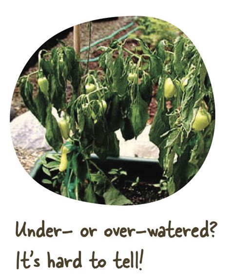 Watering Your Indoor Plants Gardening At Usask College Of