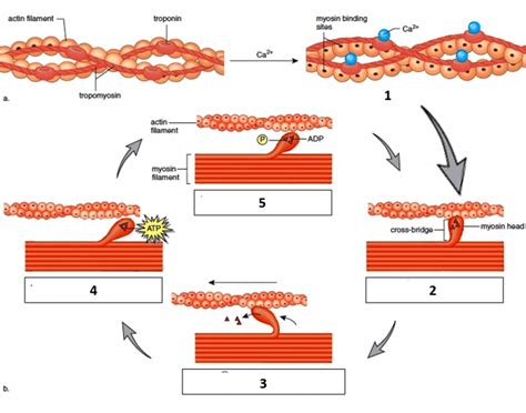 Crossbridge Cycle Steps Quiz