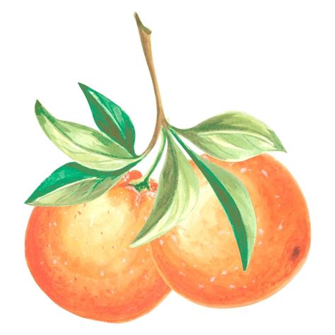 Premium Photo Watercolor Oranges With Leaves Whole Ripe Juicy Oranges Isolated Hand Drawn