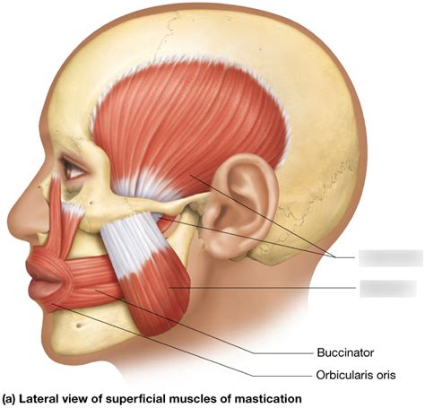 Muscles Of Mastication Diagram Quizlet