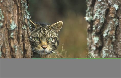 What Do Wildcats Eat Saving Wildcats