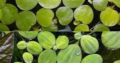 Frogbit Top And Dwarf Water Lettuce Bottom Album On Imgur
