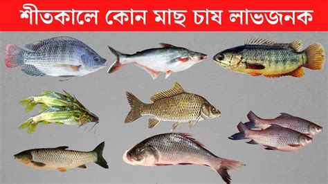 শীতকালে কোন মাছ চাষ লাভজনক মাছ চাষে লাভবান হতে কি পদক্ষেপ নিতে হবে