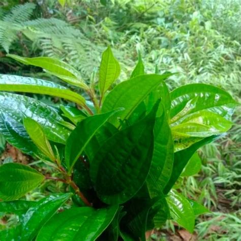 Jual Daun Poh Pohan Gunung Organik Segar 250 Gram Shopee Indonesia