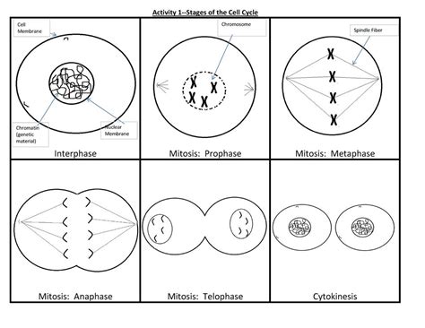 The Ultimate Guide To Mitosis Worksheet And Diagram Explained