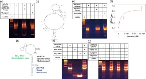 Fabrication Of Mers Nanovesicle Biosensor Composed Of Multi Functional