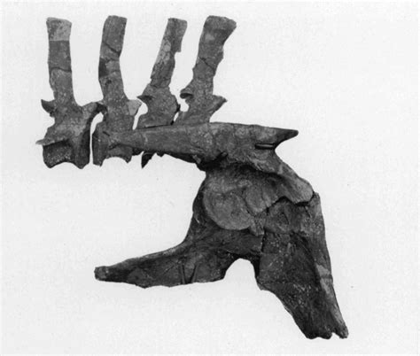Figure 1 From A Complete Phytosaur Pelvis From The Triassic Beds Of