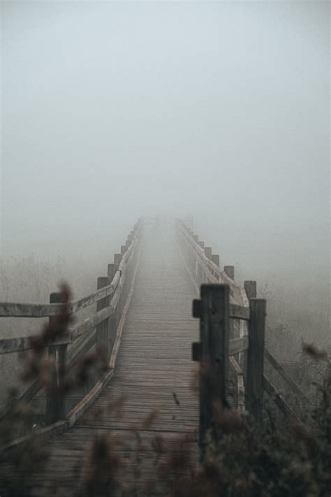 숲에 녹색 잎 나무 · 무료 스톡 사진