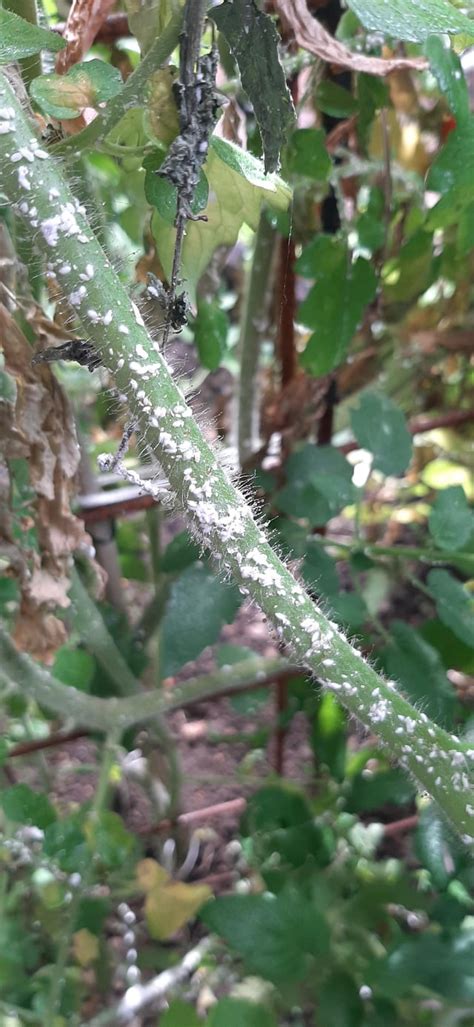 What Is This White Stuff On Tomato Plants Rgardening