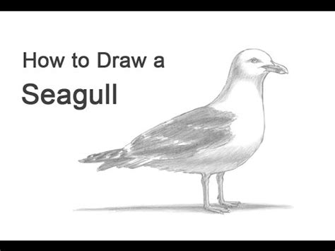 Step By Step Tv Show How To Draw A Seagull PoloOutlet Com