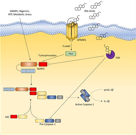 Frontiers Bile Acids Activated Receptors Regulate Innate Immunity