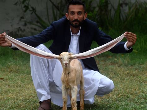 Biggest Goat In The World