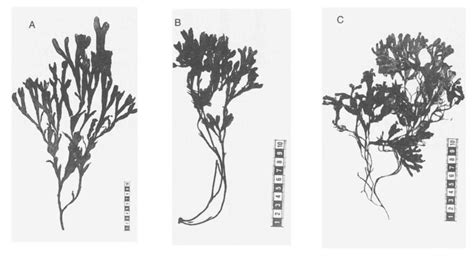 Photos Of Three Specimens Of Fucus Vesiculosus Representing Typical