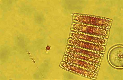 Carbon Cycle — Science Learning Hub