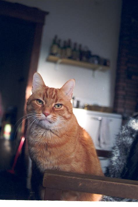 Lovely Kittycats