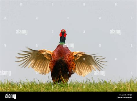 Ring Necked Pheasant Phasianus Colchicus Male Calling And Displaying