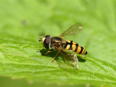 Nederland Zoemt Natuur Milieu
