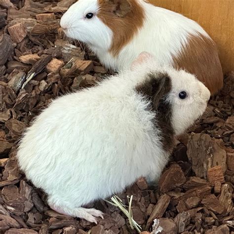 기니피그 분양 햄스터분양 로던트클럽 충남점