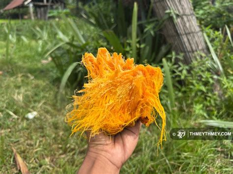 «ត្នោត រុក្ខជាតិតំណាងកម្ពុជា ដែលមានប្រយោជន៍មហាសាលទាំងអតីតកាល បច្ចុប្បន្ន និងអនាគត