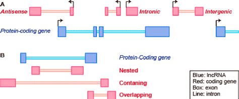 Figure 1 From The Functions And Unique Features Of Lncrnas In Cancer