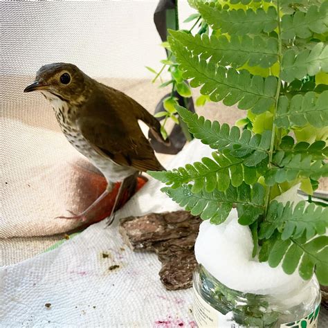 Center For Wildlife This Beautiful Hermit Thrush Was Admitted With A