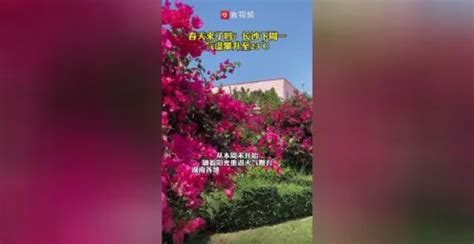 春天来了吗？长沙下周气温攀升至23℃腾讯新闻