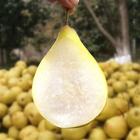 阆中雪梨阆中大山谷图库