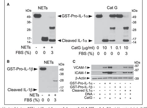 Endothelial Cell Activation Semantic Scholar