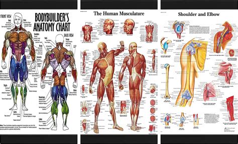 Anatomie De Bodybuilding Anatomie Musculaire Humaine Et Système De