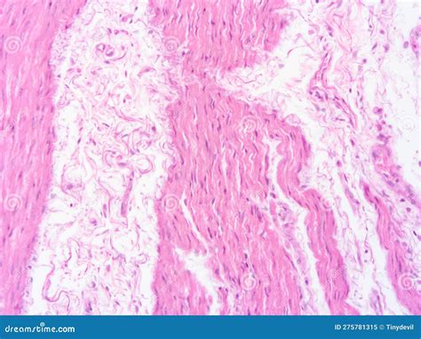 Histology Of Human Compact Bone Tissue Under Microscope View For Royalty Free Stock Image