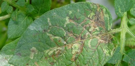 How To Identify And Control Leaf Miner Flies Best Insecticide
