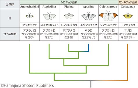 進化View植物と昆虫の軍拡競争 生物図表オンライン