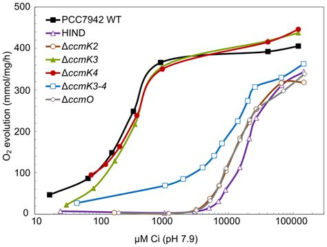 Photosynthetic Oxygen Evolution In Response To External Ci By BMC Shell