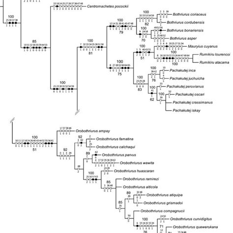 single most parsimonious tree obtained in cladistic analysis of 31