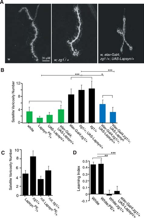 Figure 6 From Altered Gene Regulation And Synaptic Morphology In