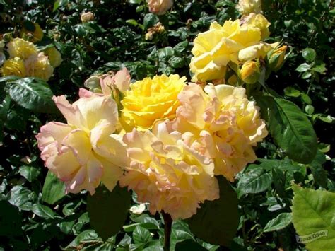 Роза флорибунда Чайнатаун Chinatown Rose Floribunda Chinatown