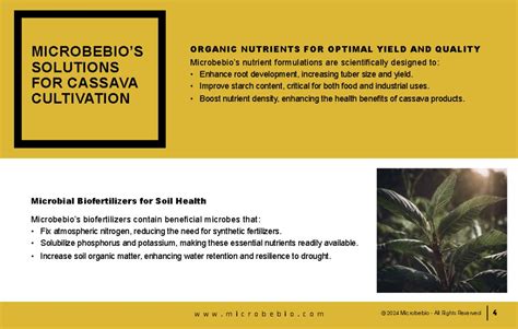 Microbebio Revolutionizing The African Cassava Industry With 100