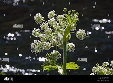 The Blossom Of A Cow Parsnip Growing Along The Edge Of The Metolius