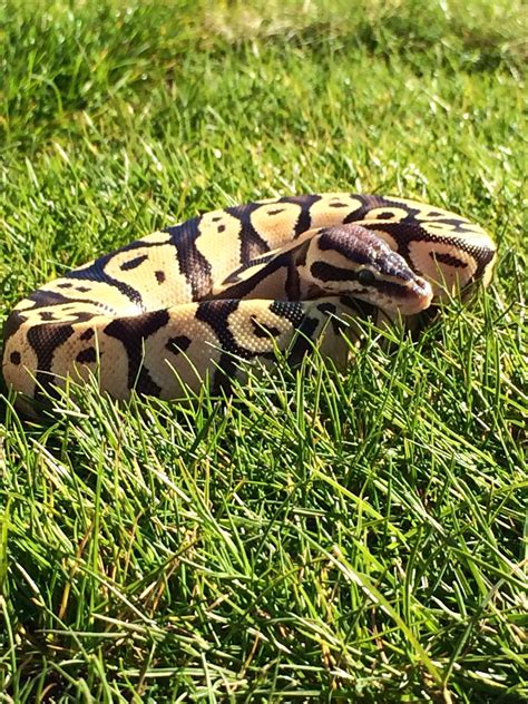 Flame The Python Has Found The Best Spot Outside Catching Some Rays In