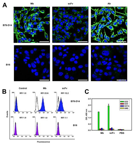 Antigen Binding Properties Of Antibody Fragments A Confocal Images