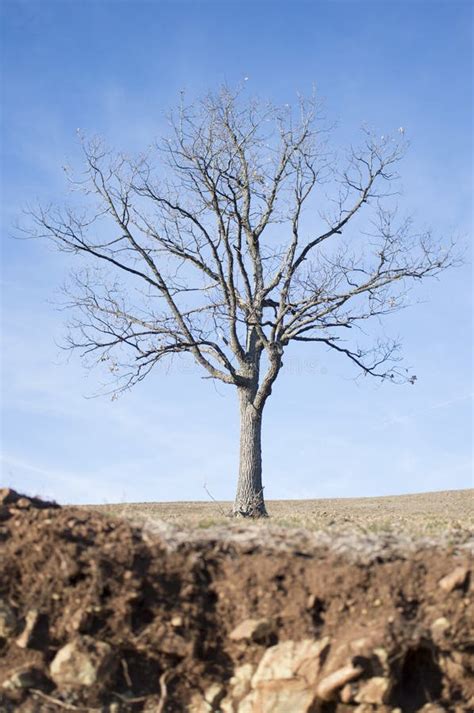 Naked Tree On Dry Land Stock Photo Image Of Nature Organic 49738940