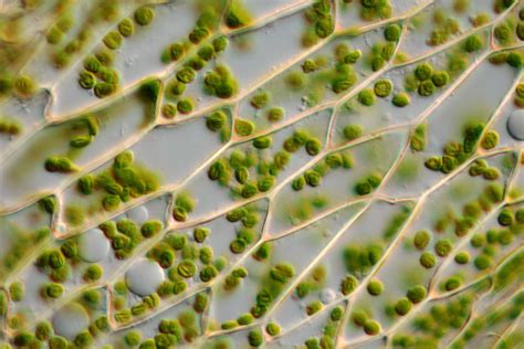 Cellulose In Cell Wall