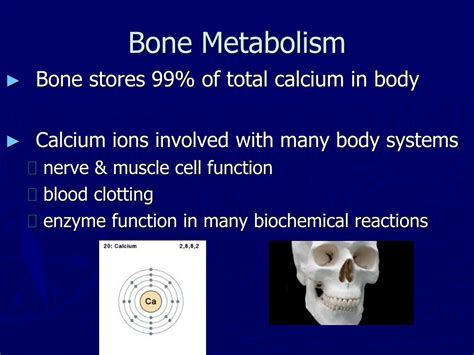 Ppt Bone Metabolism Powerpoint Presentation Free Download Id9170595