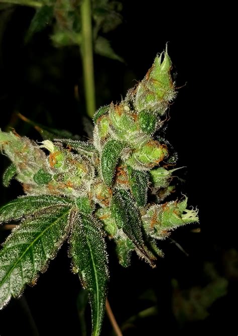 Salted Lime Sherbert Umami Seed Co™